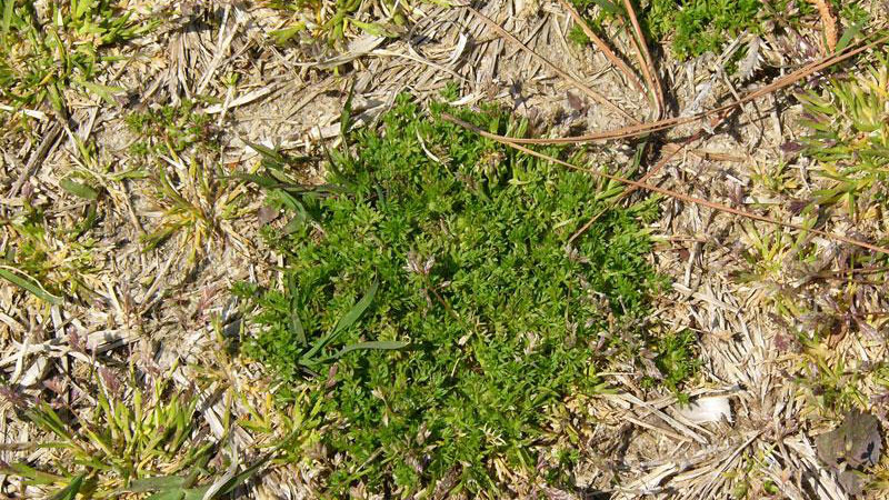 Lawn Burrweed Control | N.C. Cooperative Extension